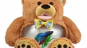 Petition · Discontinue Teddy Tanks, as they are Abusive to Betta Fish ...