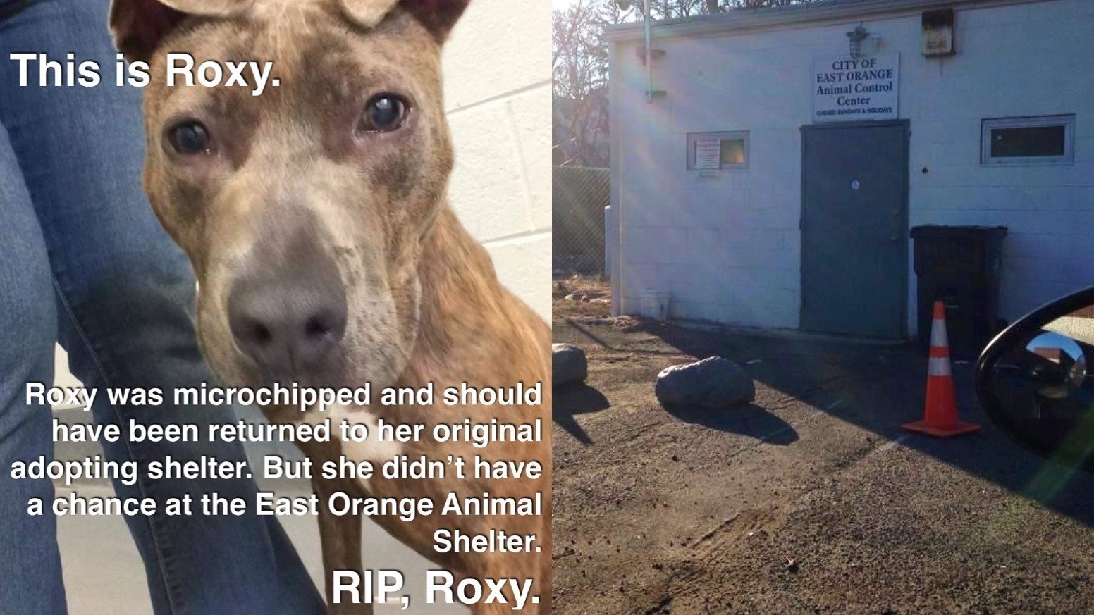 Petition · City of East Orange, NJ: Address Inhumane Animal Shelter ...