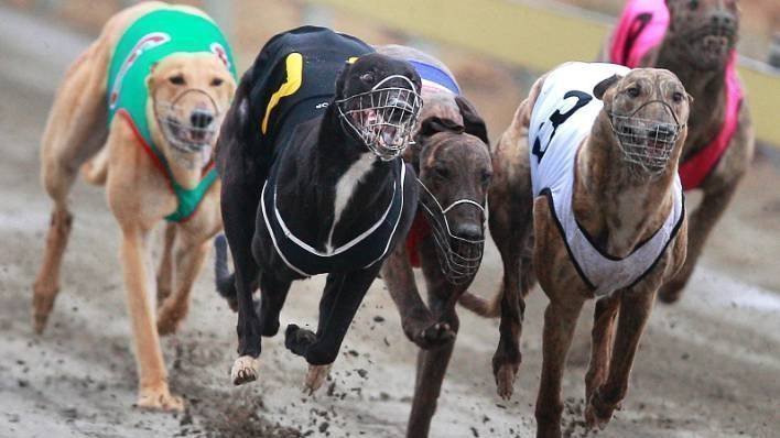 Petition · Ban Greyhound Racing New Zealand - New Zealand · Change.org