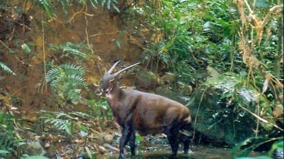 Petition · We need to save the last of the Saolas - United States ...