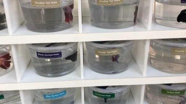 Petition · Stop Betta Fish Abuse In Denver Pet Stores!!! - United ...