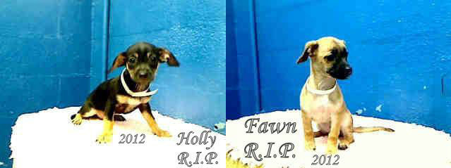 Petition · Close L.A. County Animal Care Control: Lancaster Shelter ...