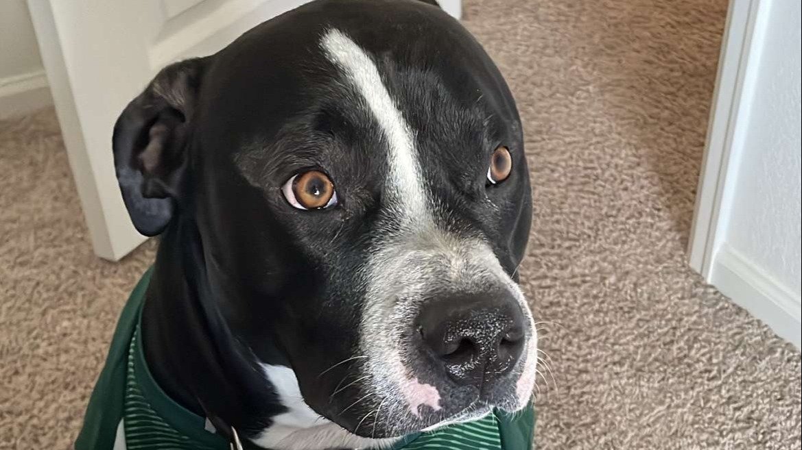 Petition · Denver Dangerous Animal Permit - Denver, United States ...