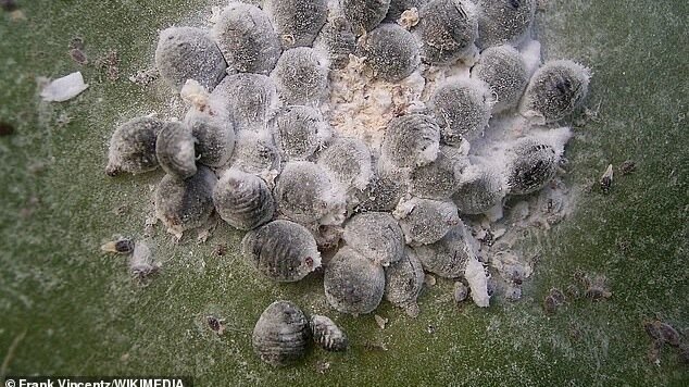 Petition · TimTams with toxic Cochineal (aka Cockroaches) - Australia ...