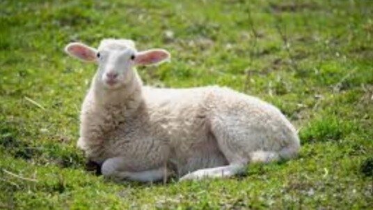 Petition · Bring Back Save our Sheep! - United States · Change.org