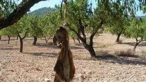 Petition · Peaceful Photo Protest For Spanish Hunting Dogs. - United ...