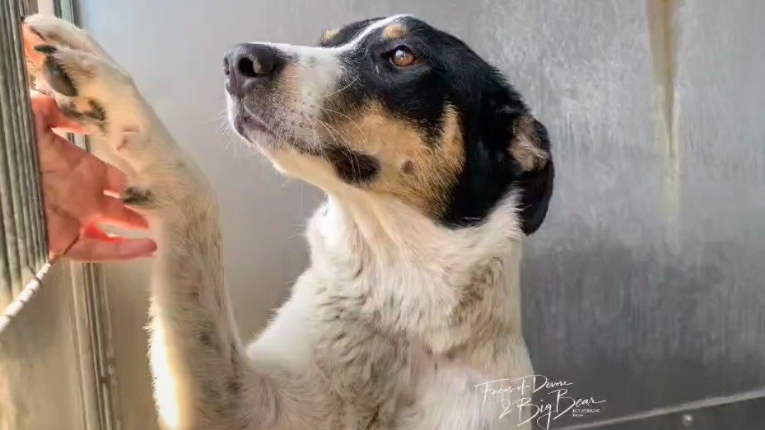 Petition · Make Devore Animal Shelter properly care for their animals ...