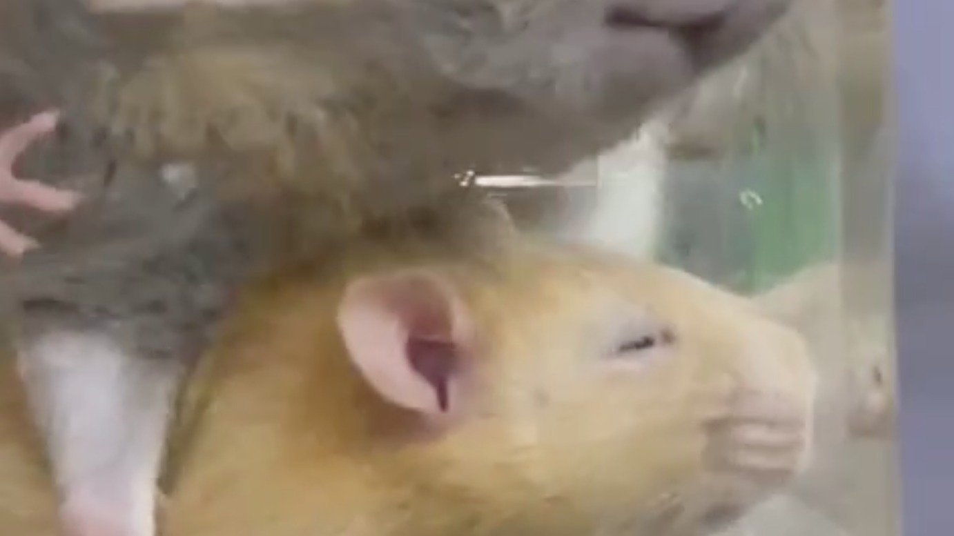 Petition · Stop the use of acrylic cages for fancy rats @ Mandai ...