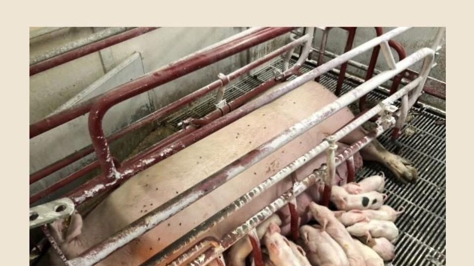 Petition · Ban Conventional Pig Farming in Denmark – Transition to ...
