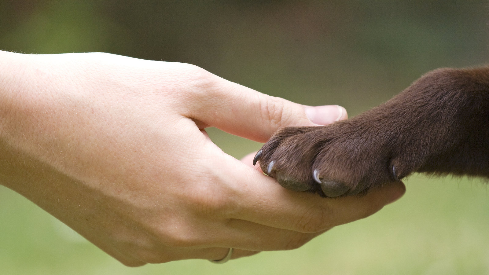 Petition update · Love Animals. · Change.org · Change.org