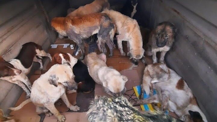 Petition · Stray Animals - Philippines · Change.org