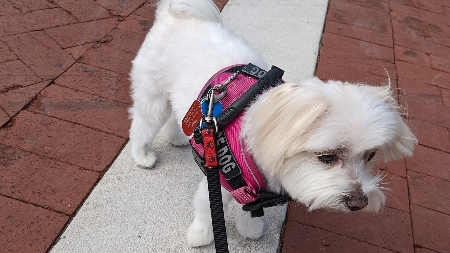Petition · stop service dog discrimination - United States · Change.org