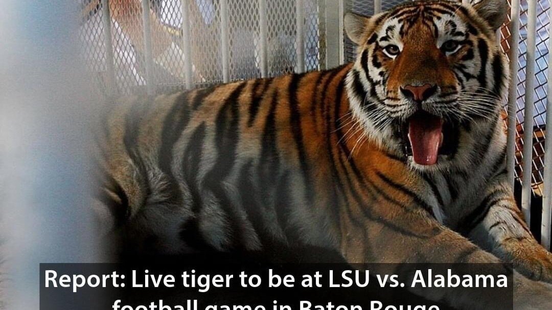 Petition · Stop the Exploitation of Live Tiger at LSU v. Bama - United ...