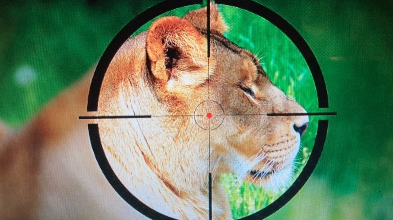 Petition · Save The Lions (Panthera Leo’s) - United States · Change.org