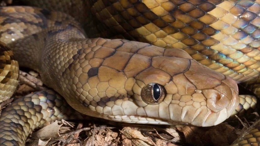 Petition · Save Australian Snakes - Legislative Reform to Protect ...