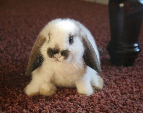 Petition · Change the laws regarding ownership of pet rabbits ...