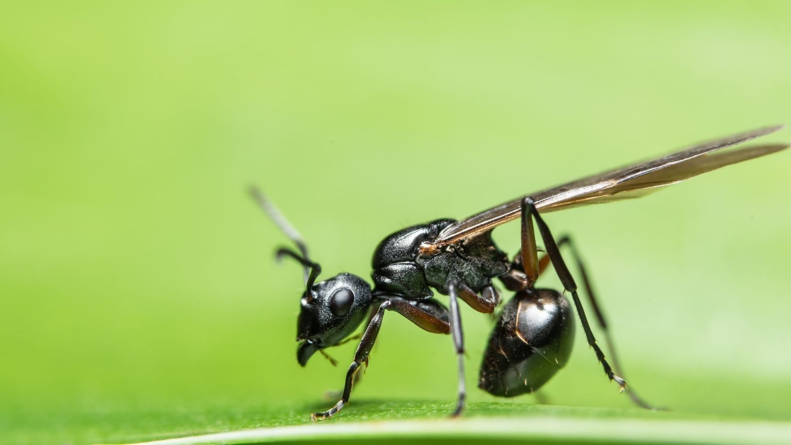 Petition · Call Male Ants Uncles - United States · Change.org