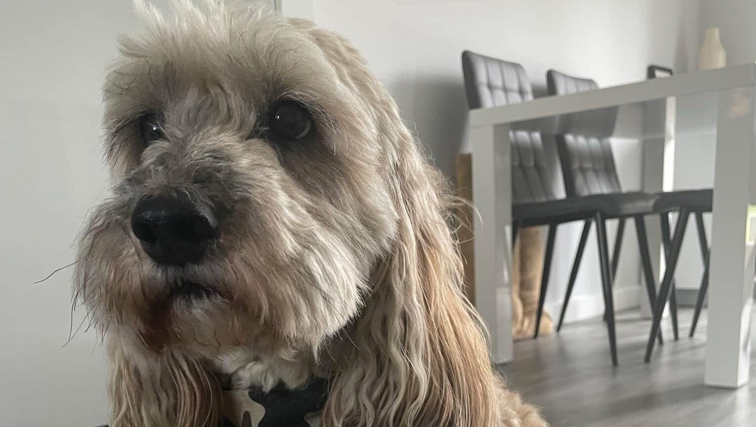 Petition · ‘Murphy’s Law’ - Mandate Liability Insurance for All Dog ...