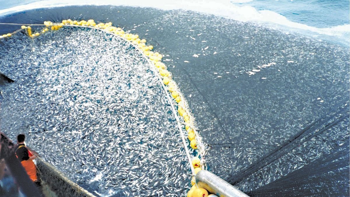 Petition · Help change the future of overfishing - Australia · Change.org