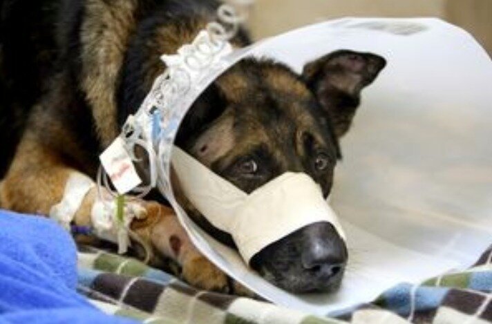 Petition · NO PLEA DEALS for Ivins Rosier who murdered retired K9 Drake ...