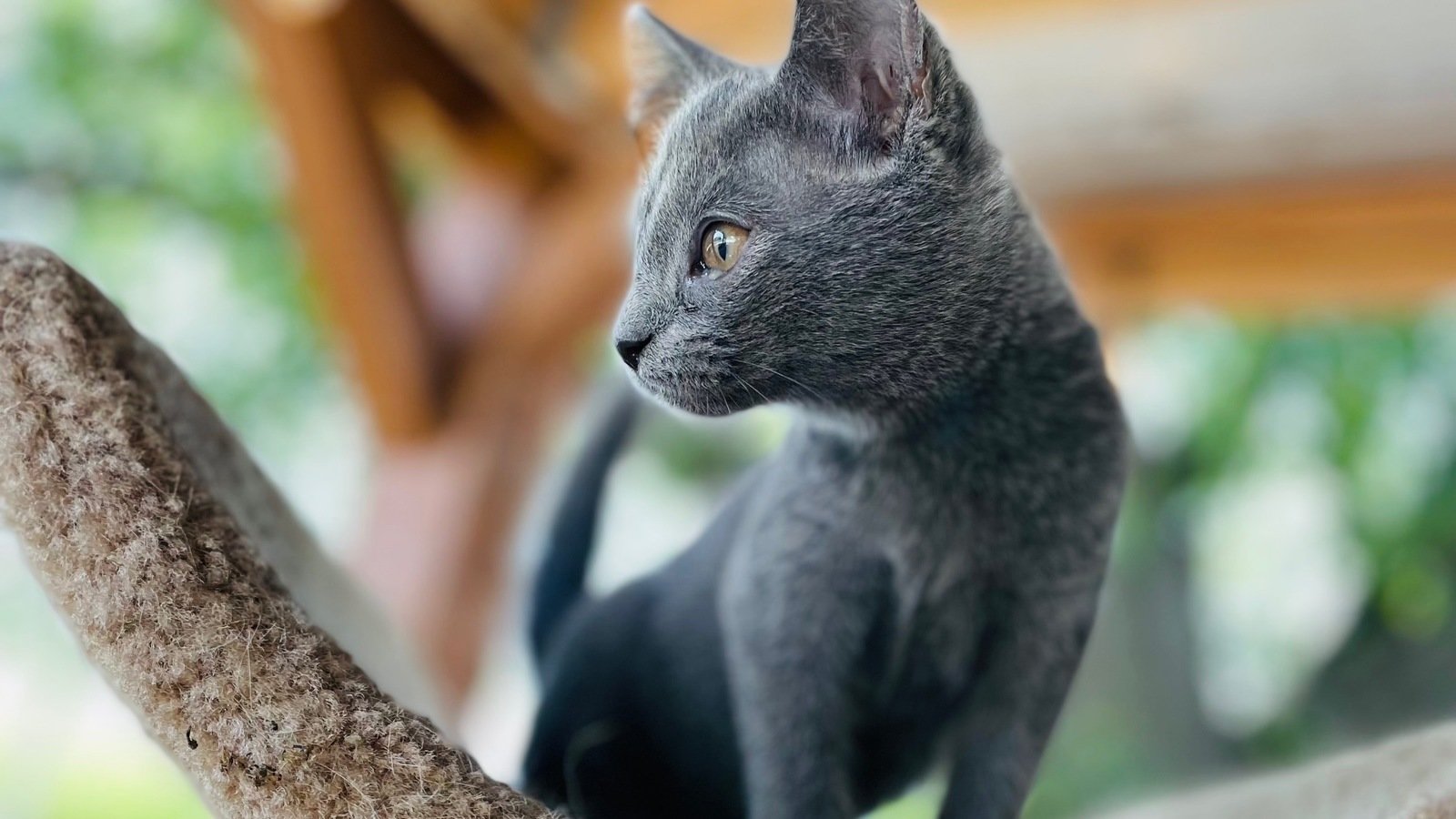 Petition · Help me get a cat - United States · Change.org