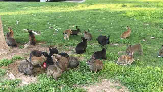 Petition · Building houses for Humans leaving animals homeless - Canada ...