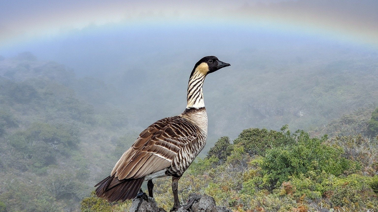 Petition · Please Help Protect the Nēnē of Keaukaha - United States ...