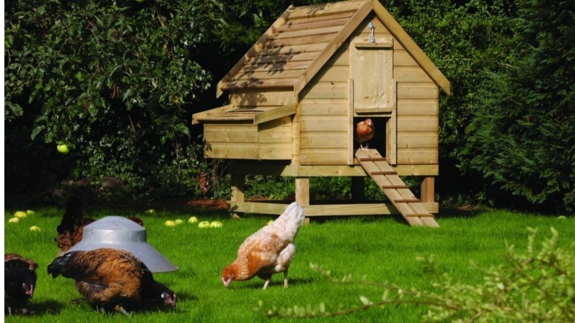 Petition · Change Colts Neck’s Chicken Ordinance- Let families with ...