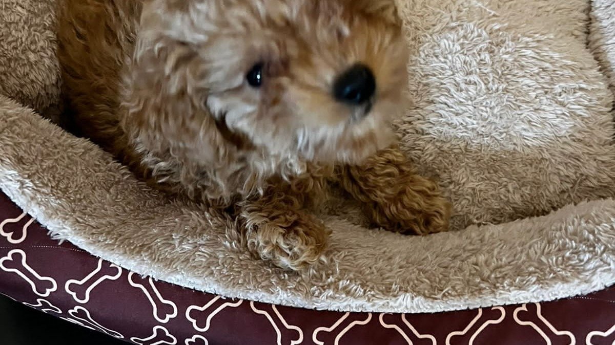 Petition · meet ali's new dog - Lebanon · Change.org