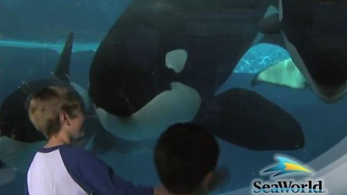 Petition · Save SeaWorld's International Expansion - United States ...