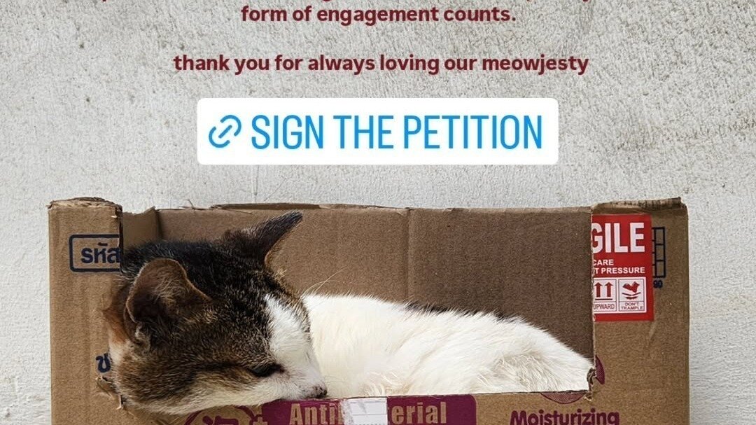 Petition · Protect and care for our beloved community cat Panda ...