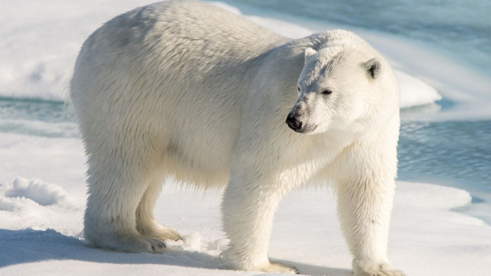 Petition · Stop Willow project!! - Colombia · Change.org