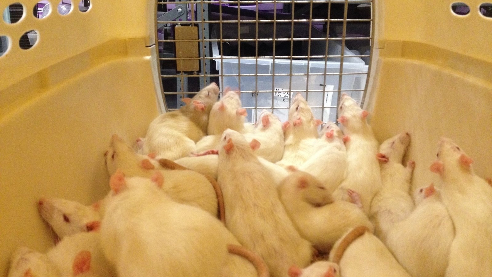 Petition · Help the West Side Highway Rats! - United States · Change.org