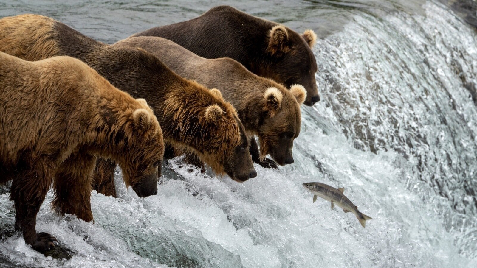 Petition · Stop the aerial killing of bears in Alaska - United States ...