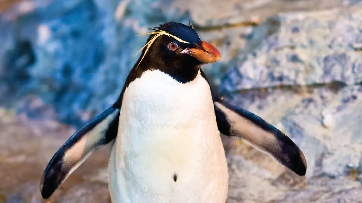 Petition · Revive Frobisher, the Shape Shifting Detective Penguin in ...
