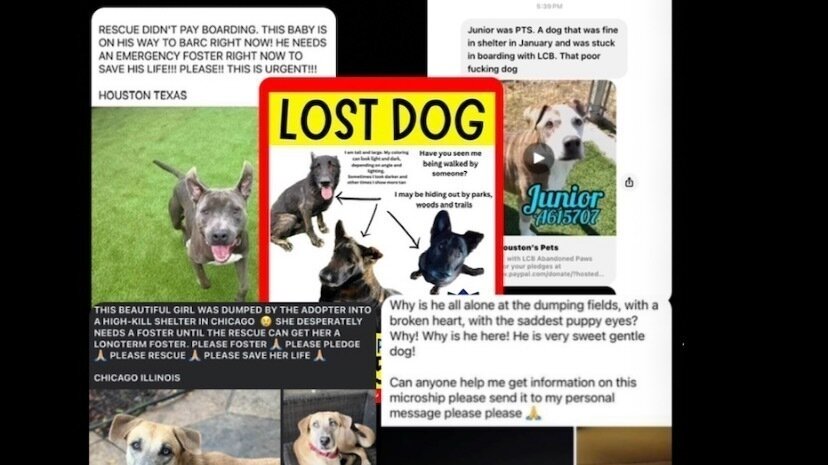 Petition · Stop Unethical Practices by Profit-Seeking Animal Rescues ... Petition · Stop Unethical Practices by Profit-Seeking Animal Rescues ...
