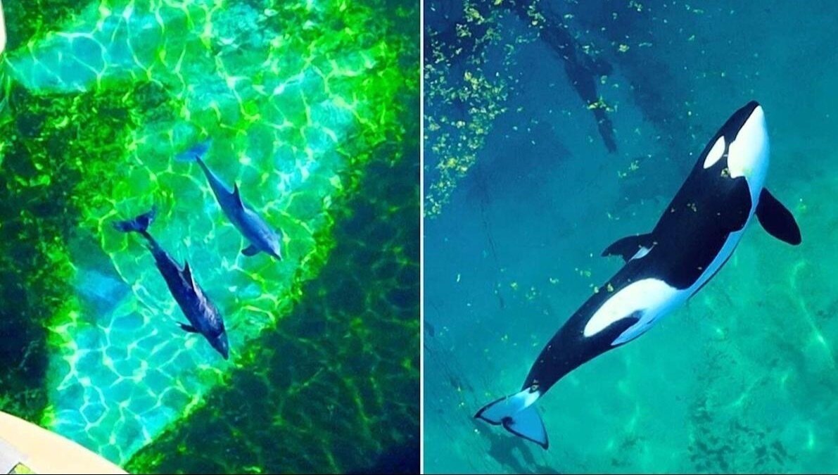 Petition · Save the stranded animals at Marineland Antibes - United ...