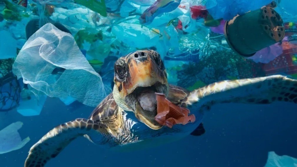Petition · To help the ocean - Australia · Change.org