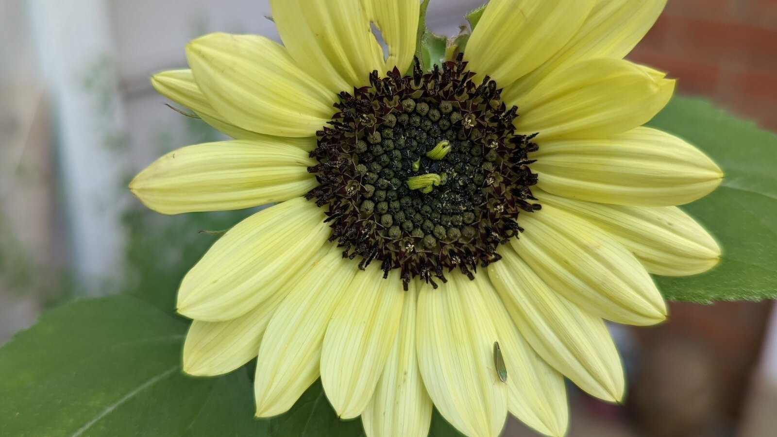 Petition update · Petition for Community Services and Against Institutionalization: Your Voice ...