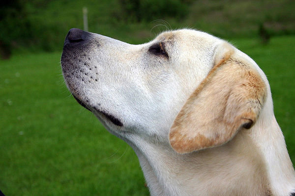Petition · Hold Police Accountable for Shooting Arthritic Yellow Lab ...