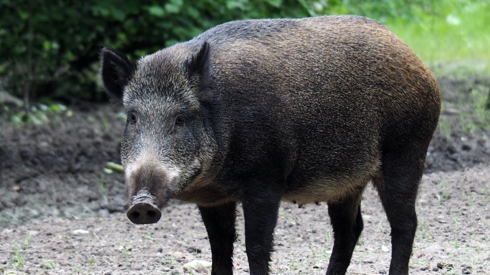 Petition · Getting our HOA to deal with the hog damage to our ...