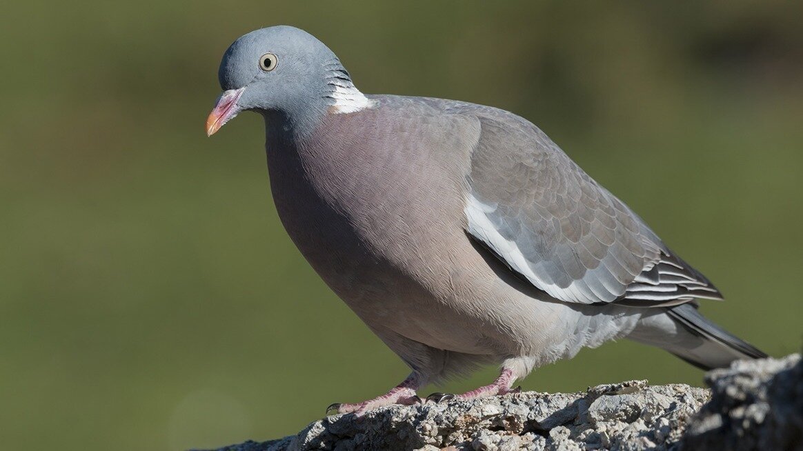 Pétition · NE LAISSONS PAS DISPARAÎTRE NOS CHASSES TRADITIONNELLES ...
