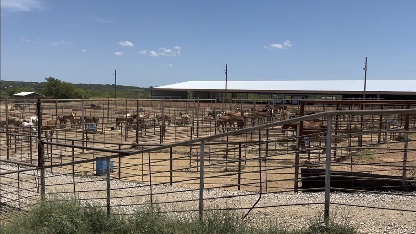 Petition · Stop the Export of Horses for Slaughter, Pass the SAFE Act ...