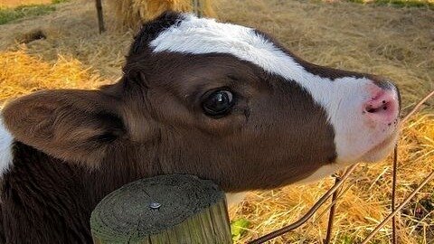 Petition · Demand Adobe to Update Flash Player for the Revival of ...