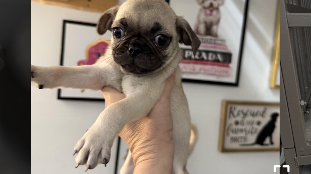 Petition · Get Ro Bunny the Pug - United States · Change.org