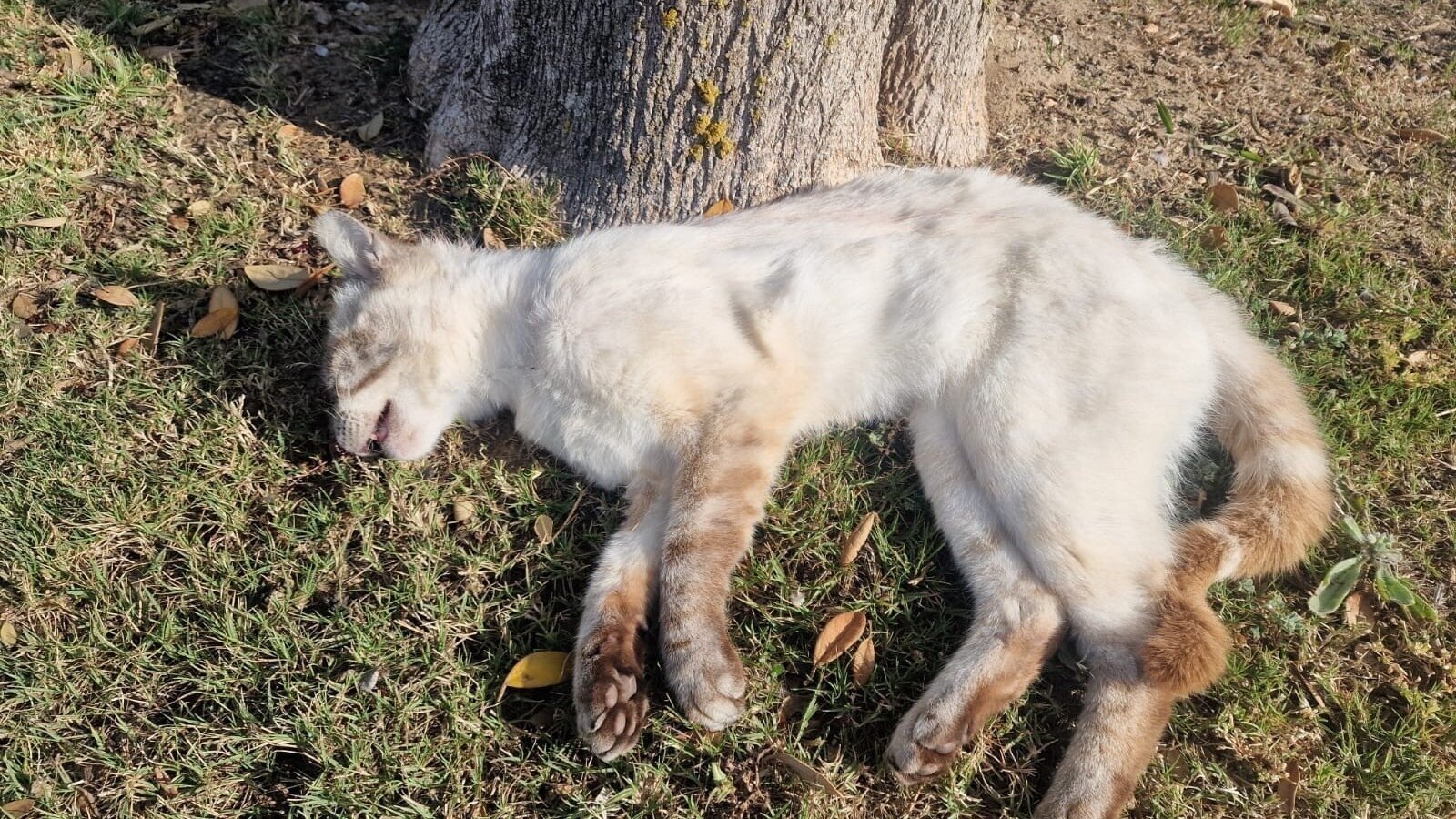 Petición · Exige Justicia para los Gatos y Perros Maltratados en ...