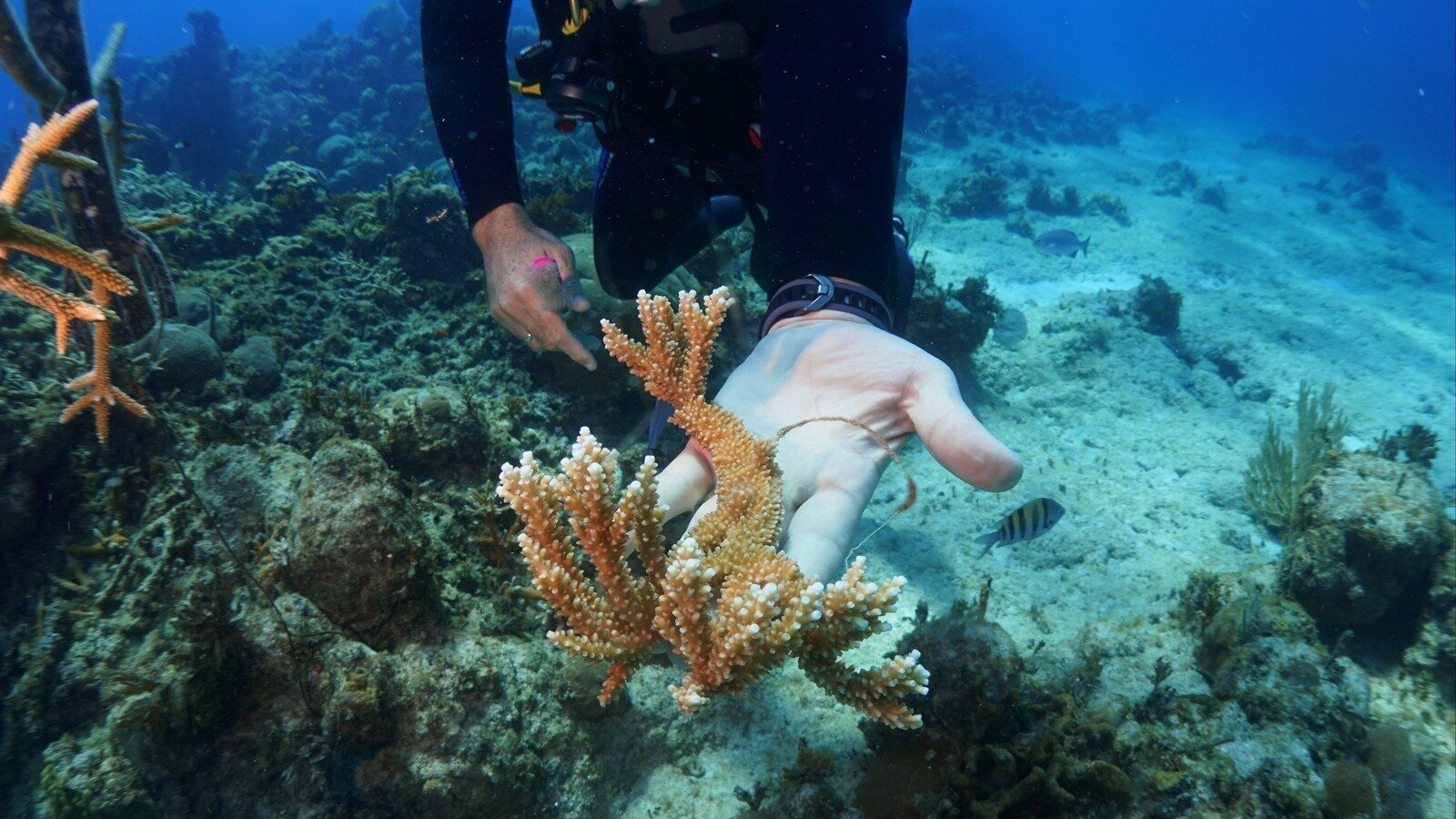 Petition · Colors of Survival: Saving Our Coral Reefs - Philippines ...