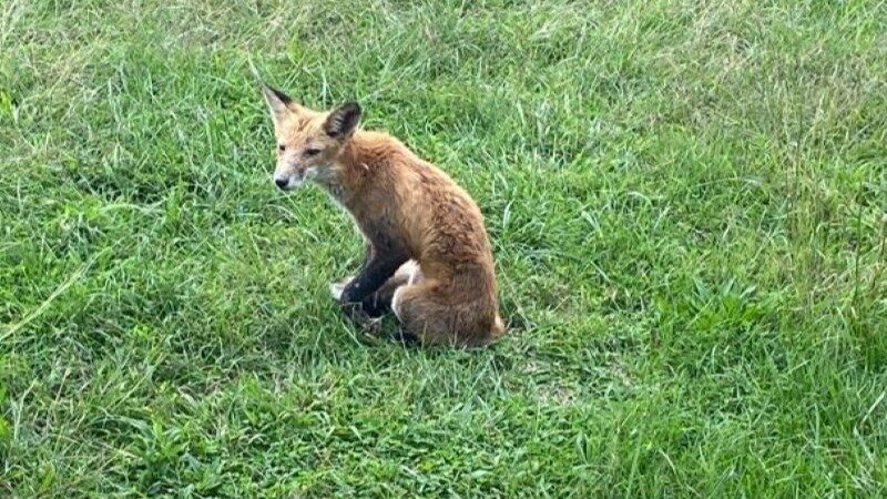 Petition · Allow Medically Treating Adult Foxes in MD for Their Well ...