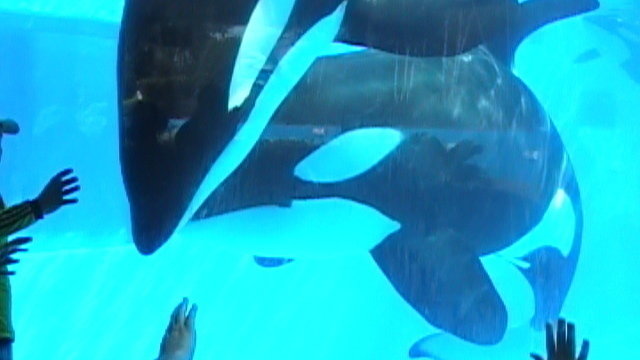 Petition · Bring back the Real SeaWorld or we don't return! - United ...