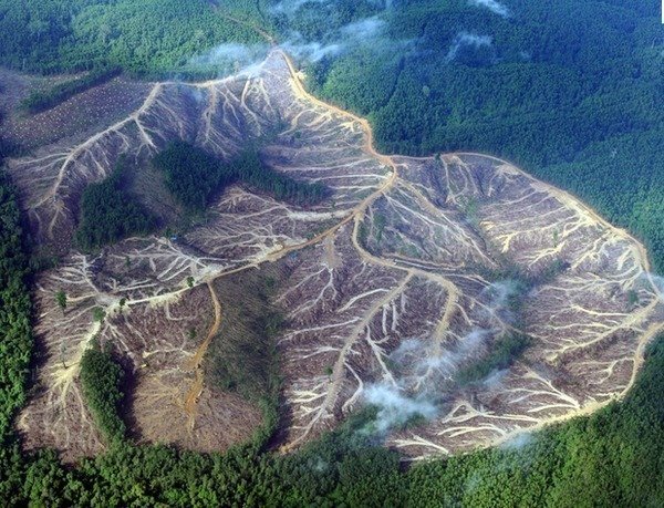 Petition · Stop the logging of the Amazon rainforest · Change.org